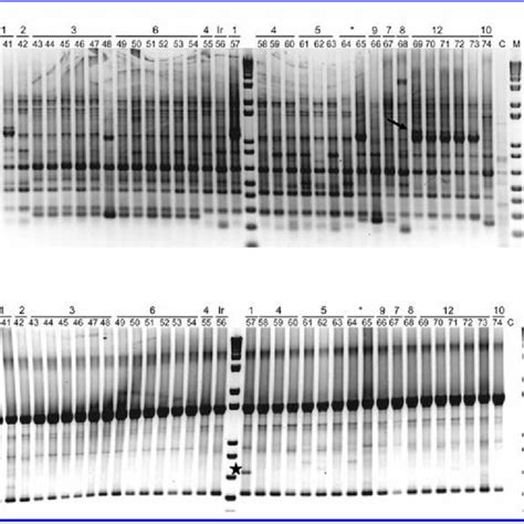 A Phylogenetic Tree Constructed By Mix Parsimony Phylip Based On The