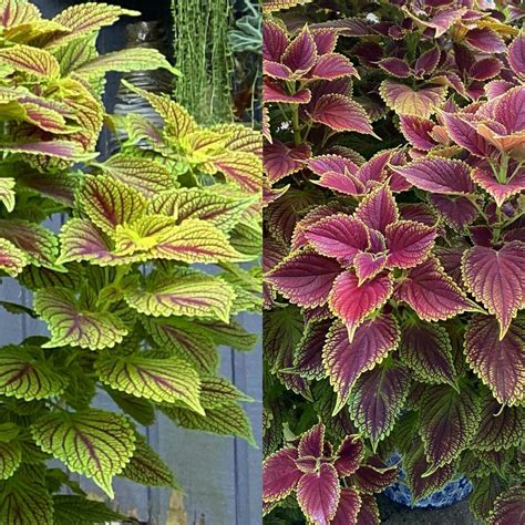 18 Spectacular Coleus Varieties For Sun Tips To Grow