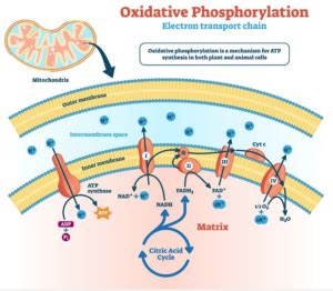 The Role Of CoQ10 In Fertility And Pregnancy Medicalmojo
