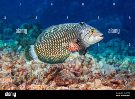 This Is The Adult Or Terminal Phase Of The Rockmover Wrasse