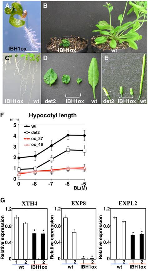 Figure 1 From A Triantagonistic Basic Helix Loop Helix System Regulates Cell Elongation In