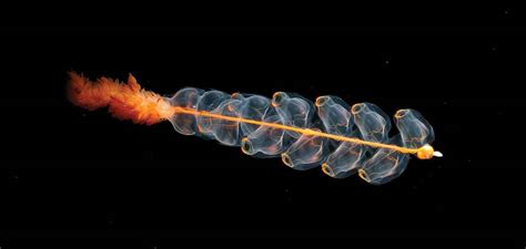 Siphonophore