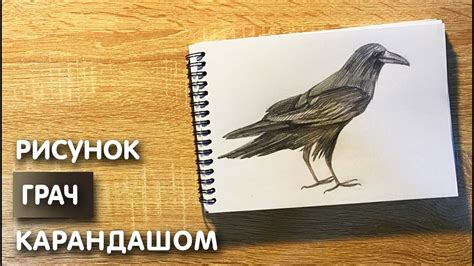 Как нарисовать грача карандашом Рисунок для начинающих поэтапно Youtube