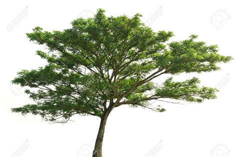 24806690 Rain Tree Samanea Saman Tropical Tree In The Northeast Of Thailand Isolated On White