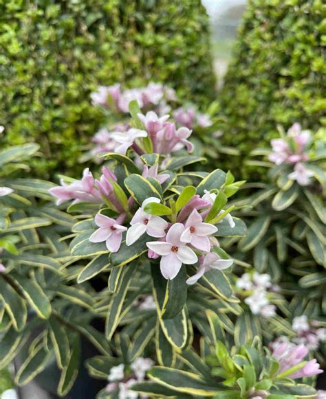 Daphne X Transatlantica Summer Ice Hayloft