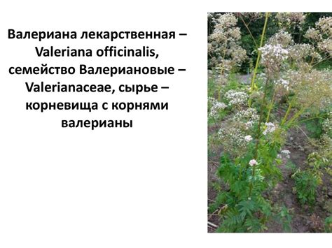 Эфирные масла - презентация онлайн