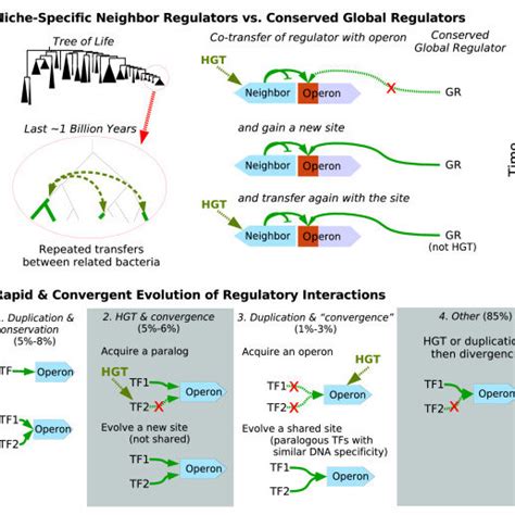 Complex Regulation Of Horizontally Acquired Genes Horizontal Gene