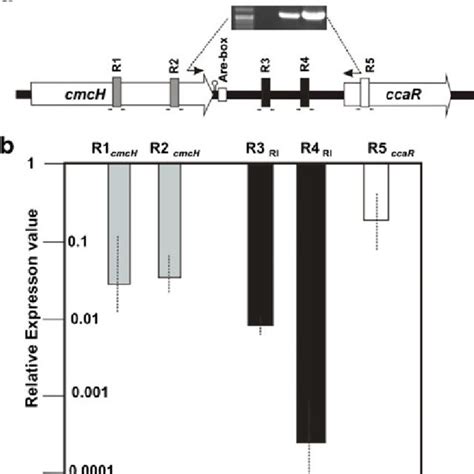 Cephamycin C Biosynthesis And Gene Cluster A Schematic Representation Download Scientific