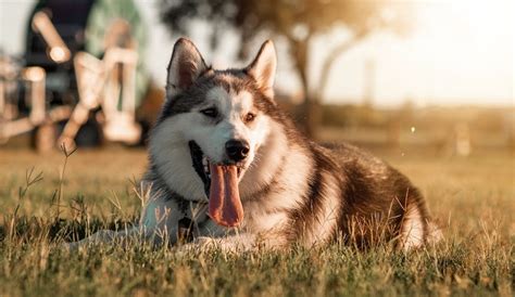 Brown Alaskan Husky