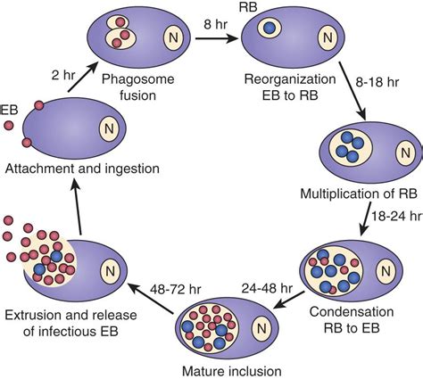 Chlamydia Pneumoniae Clinical Tree