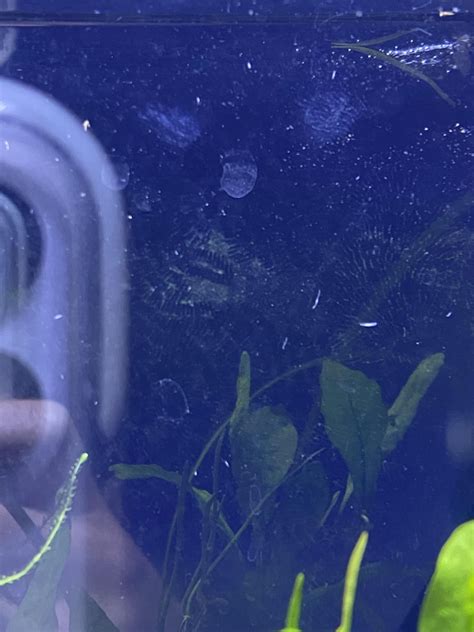 Tiny Worms R Plantclinic