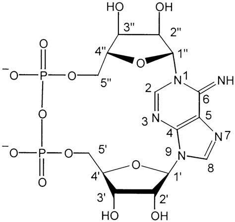 Ribose Ring Structure