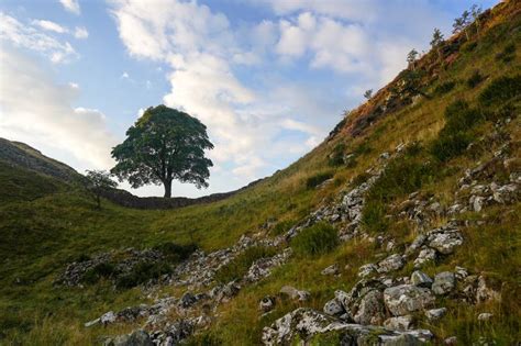 Confirmation Of Ancient Hadrian S Wall Damage Following Deliberate Felling Of Iconic UK Tree