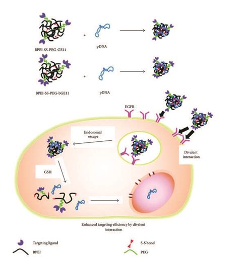 Schematic Of Gene Drug Delivery By Using Ge11 Peptide Based Download Scientific Diagram