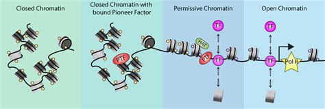 Regulation Of Chromatin Accessibility In Cellular Reprogramming Pioneer Transcription Factors