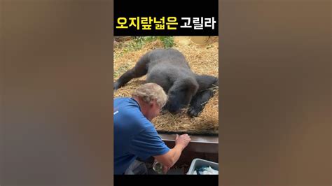 사사건건 참견하는 시어머니 재질 고릴라 ㅋㅋㅋㅋ🤣 Funnyshorts Youtube