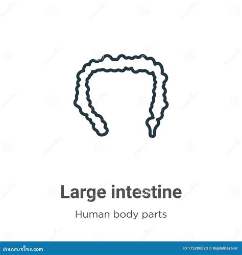 Large Intestine Outline Vector Icon Thin Line Black Large Intestine