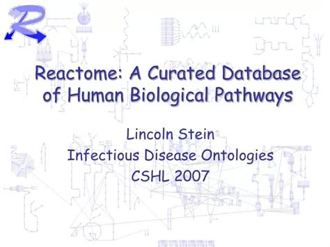 Ppt Reactome A Curated Database Of Human Biological Pathways