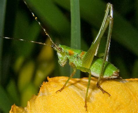 Bush Katydid Nymph Scudderia Bugguidenet