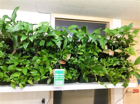 사무실 벽결이형 수직정원 세상을 바꾸는 농장 세바팜