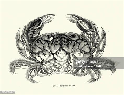 Zosimus Aeneus Also Known As The Devil Crab Toxic Reef Crab And Devil Reef Crab Sea Life