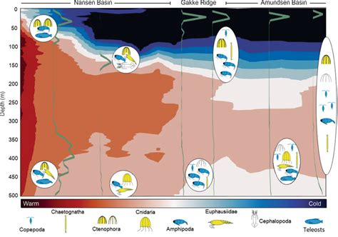 schematics of dominant epi and mesopelagic fauna along the eurasian