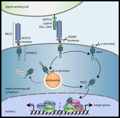 Notch Signaling Pathway Genes At James Ivery Blog