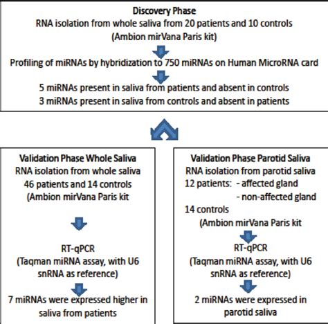 Overview Of The Research Design And Saliva Samples Used In The Download Scientific Diagram