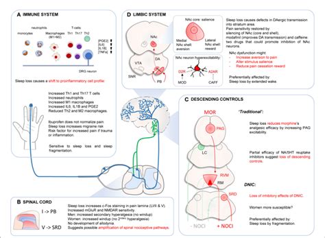 Figure Eeects Of Sleep Loss On Immune System A Spinal Cord B Download Scientific Diagram