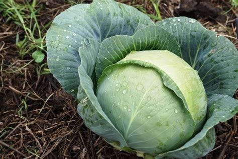 выращивание капусты белокочанной | Cabbage juice, Cabbage, Skin nutrition