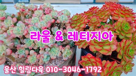 221115📍울산힐링다육 파피스로즈철화 패리도트 엔젤윙 둥근잎비취후리데 파키포리아 줄리아나 누다 핑크베라 Youtube