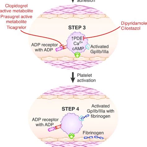 Steps In Platelet Activation And Aggregation And Sites Of Action Of