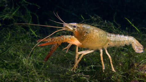 7 Facts About Green Stuff Inside Crabs You Need To Know