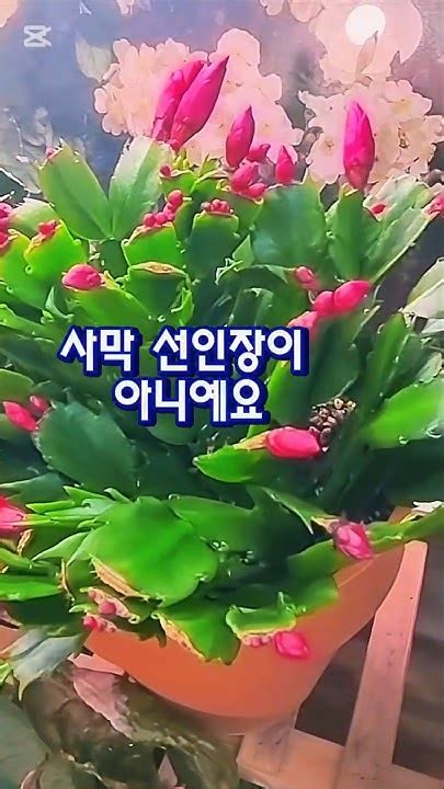 게발선인장선인장꽃피우기선인장꽃열대식물 Youtube