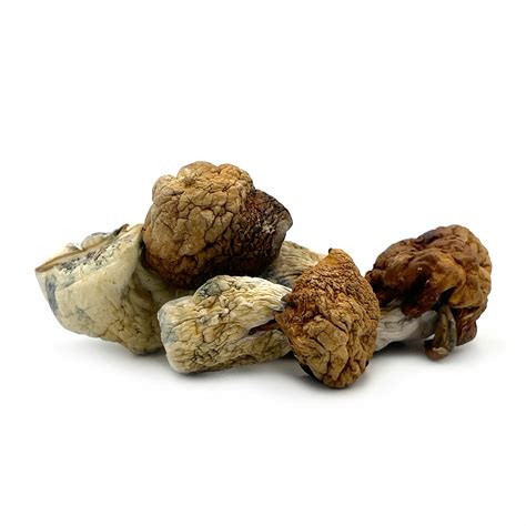 Buy Penis Envy Mushrooms Online In Canada Pacific Shrooms Buy Penis Envy Mushrooms Online In Canada Pacific Shrooms