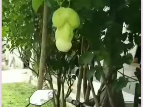 Labu Ini Mirip Dengan Kelamin Pria Netizen Emak Emak Lihat Gituan Girang Banget Riau24