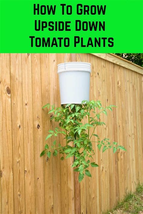 How To Grow Upside Down Tomato Plants Tomato Garden Container