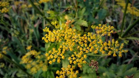 Wild Parsnip Flowers Unrecompensed