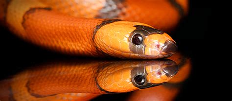 Turtle Survival Alliance Peacock Softshellsunday The Indian Peacock