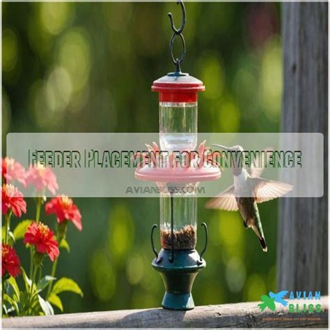 Where To Hang Hummingbird Feeder Surprising Spots For Buzzing Success