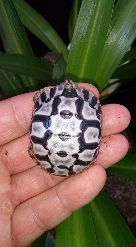 The Most Beautiful Radiated Tortoise Tortoise Forum
