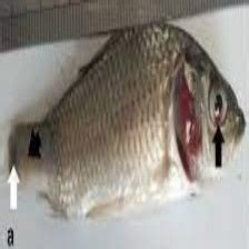 Fish Disease Detection Merged Classification Dataset And Pre Trained Model By Research Machine