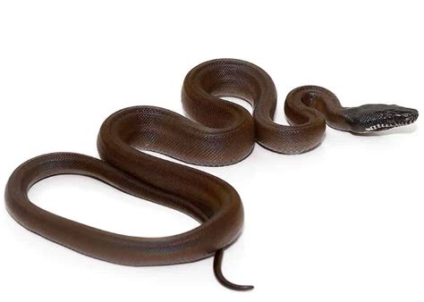 Dalberts Python For Sale Rept Marts