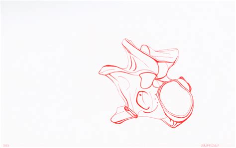 BONE DRAWINGS ZUZANA MURANICOVÁ