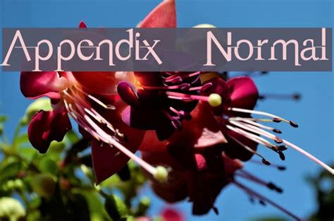 Appendix Normal Font FFonts Net