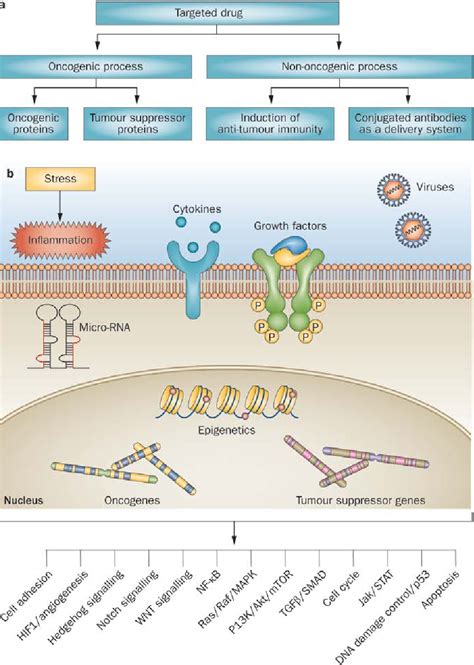 Figure 1 From K Ras Mutations And Benefit From Cetuximab In Advanced Colorectal Cancer