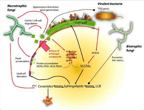 Schematic Diagram Summarizing The Contribution Of VLCFAs And