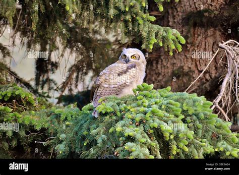Great Horned Owl Babe Stock Photo Alamy
