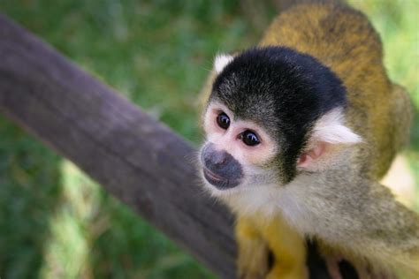 Monkey Äffchen Zoo Free photo on Pixabay