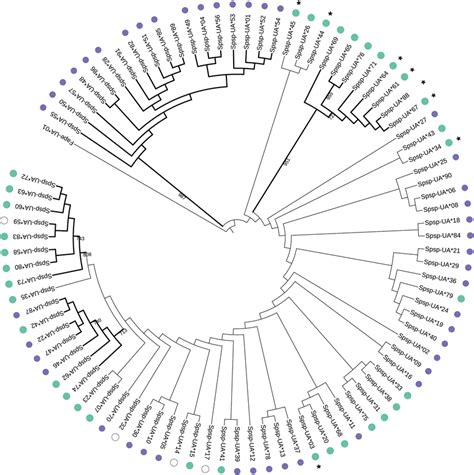 maximum likelihood tree based on 88 mhc class i exon 3 nucleotide